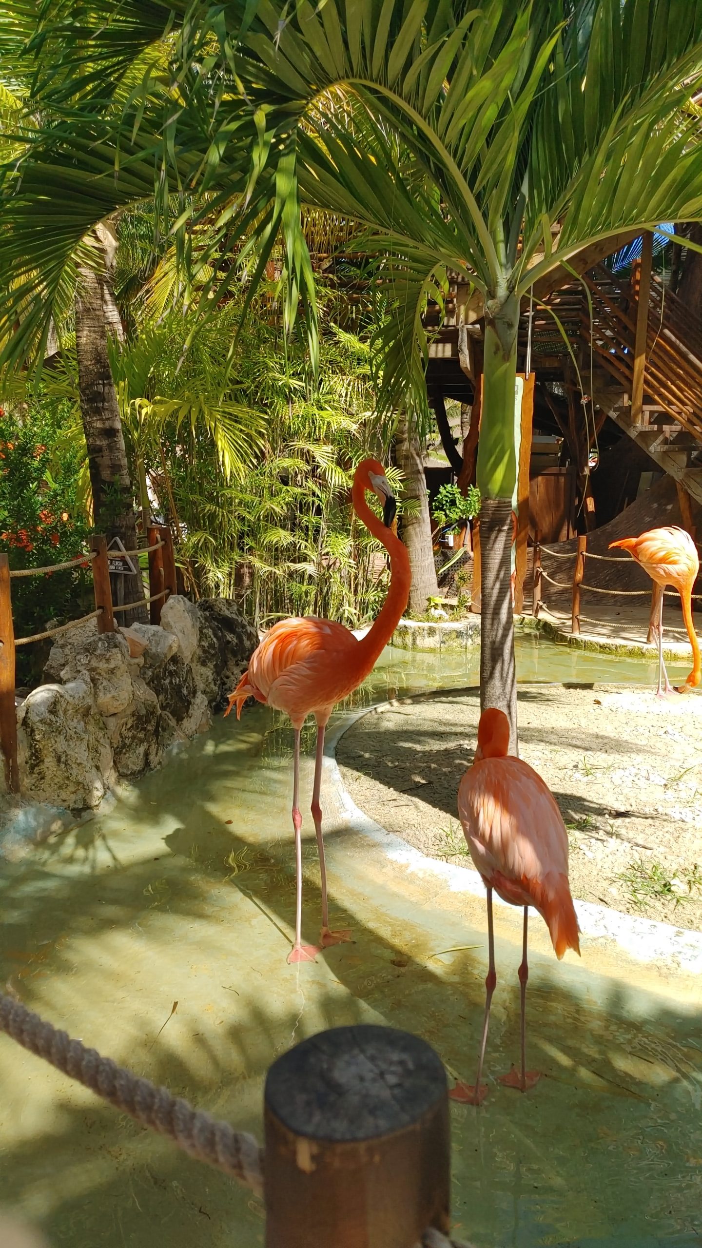 2021 Mayan Sol: Costa Maya, Mexico - Cruise Talk