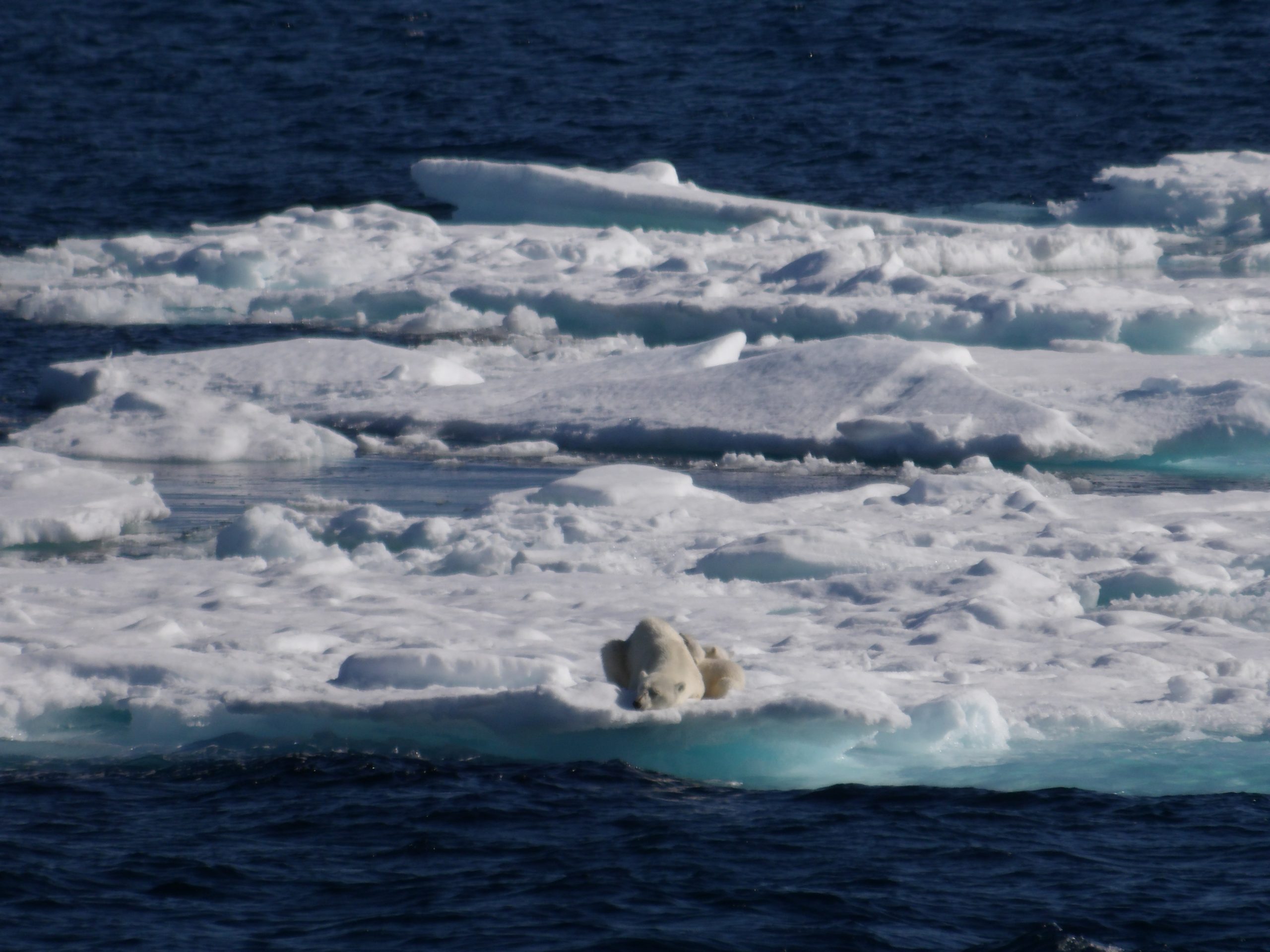 2023 Svalbard in Depth Cruise - Cruise Summary - Cruise Talk 2023 Svalbard in Depth Cruise - Cruise Summary - Cruise Talk