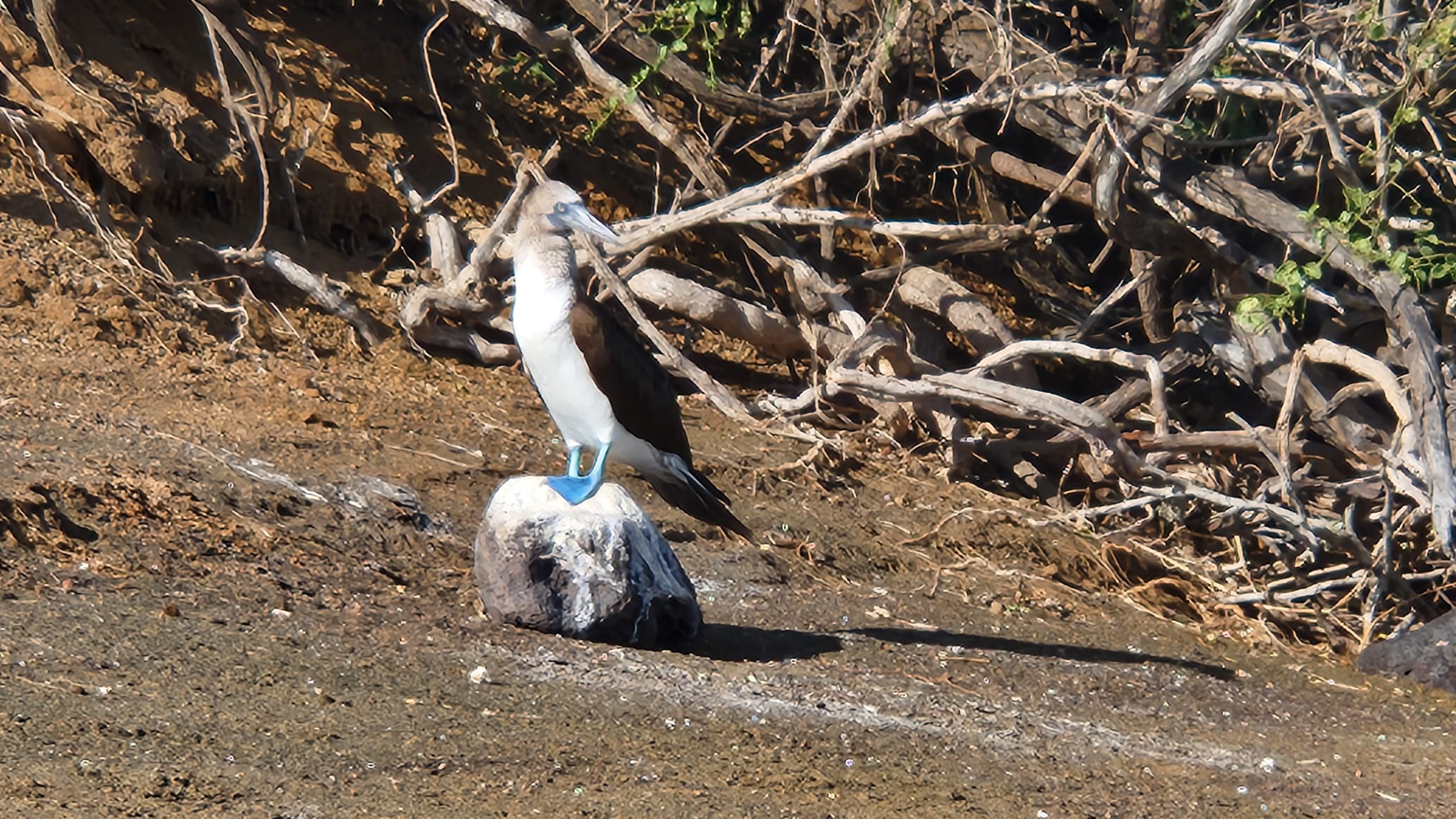 2023 Galapagos Outer Loop Cruise - Cormorant Point (Floreana ...
