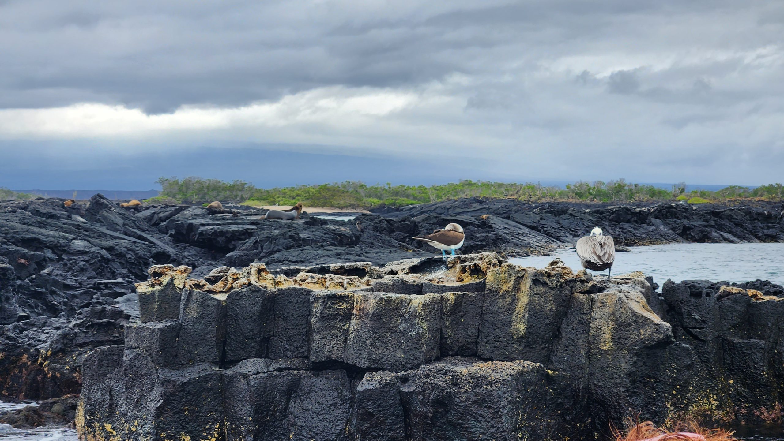 2023 Galapagos Outer Loop Cruise - Punta Moreno (Isabella), Galapagos ...