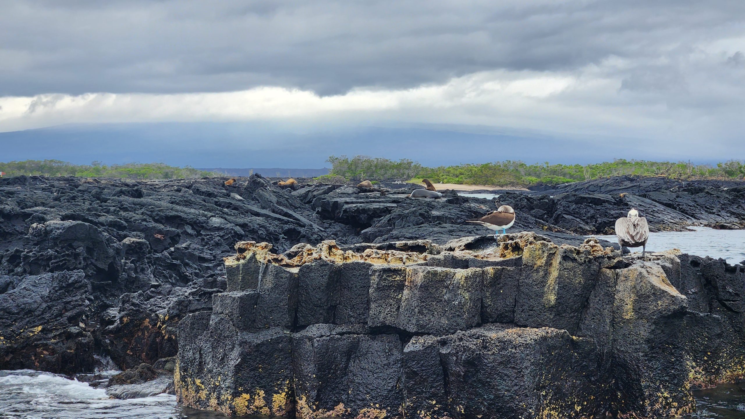 2023 Galapagos Outer Loop Cruise - Punta Espinoza, Galapagos Islands ...