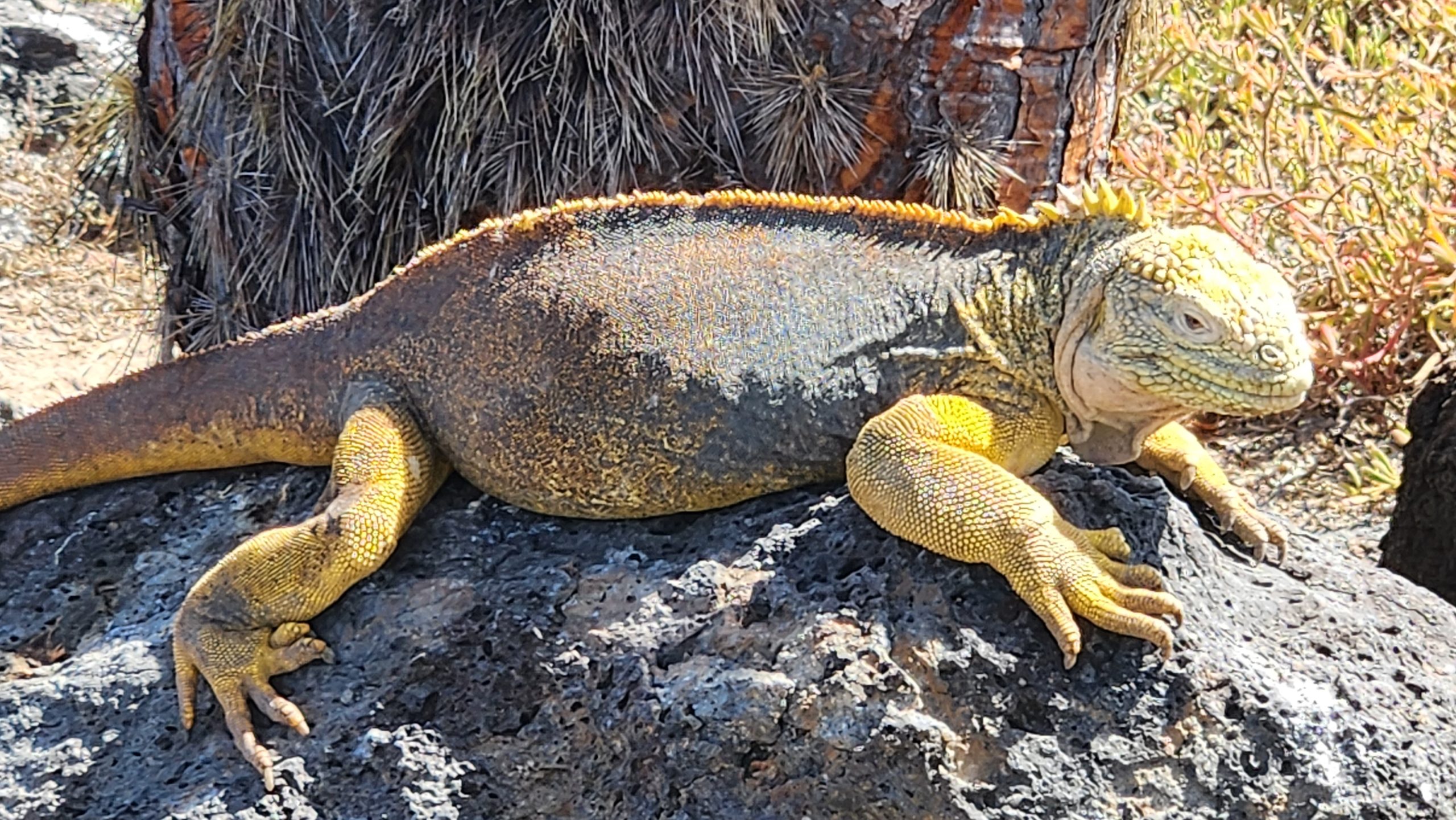 2023 Galapagos Outer Loop Cruise - South Plaza Island, Galapagos ...